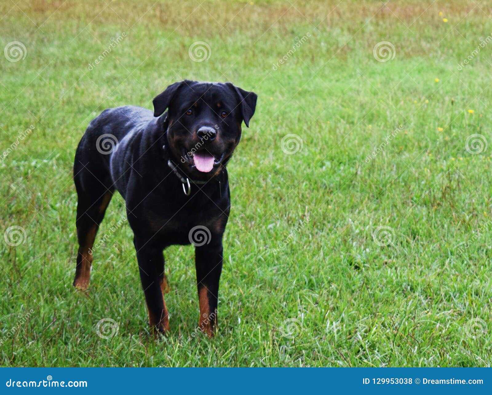 Rottweiler stock photo. Image of puppy, bred, pure, rottweiler - 129953038
