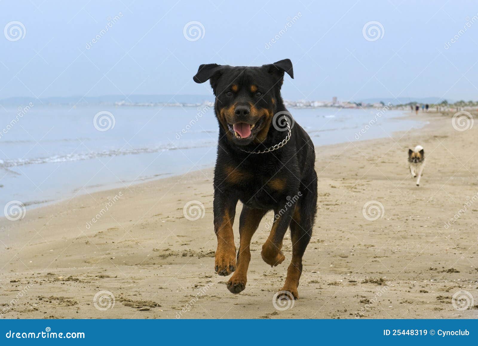 Rottweiler Running on the Beach Stock Image - Image of black, guard ...