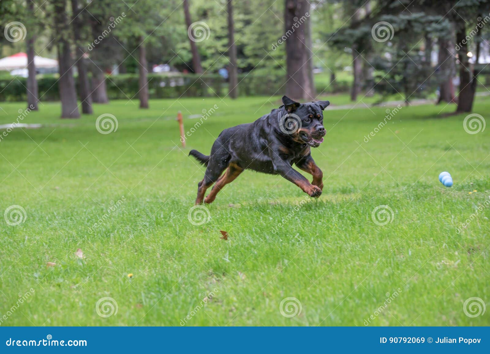Rottweiler Running on the Grass Stock Image - Image of mammal, guard ...