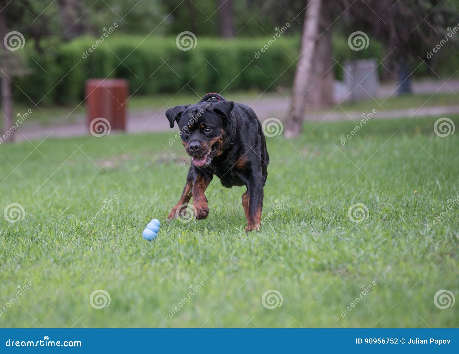 Rottweiler Running on the Grass Stock Photo - Image of animal, obedient ...