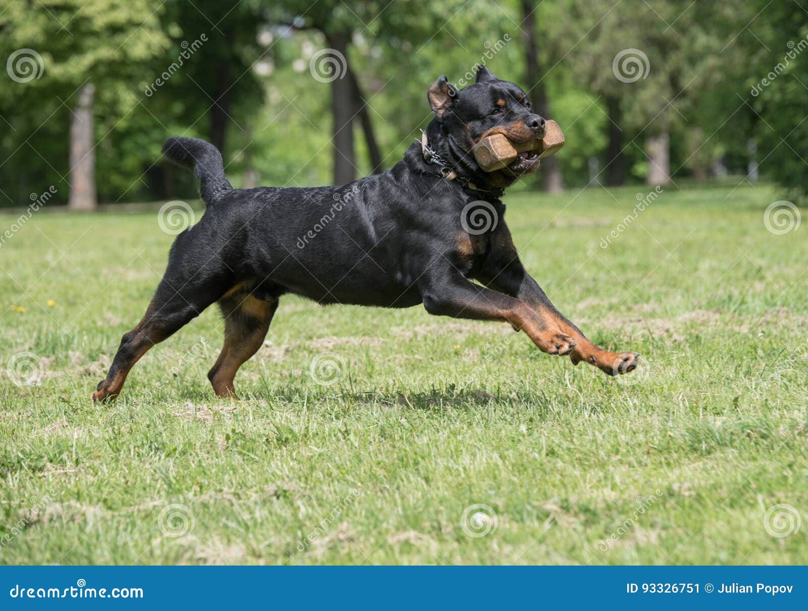 Rottweiler Running on the Grass. Stock Image - Image of animal ...