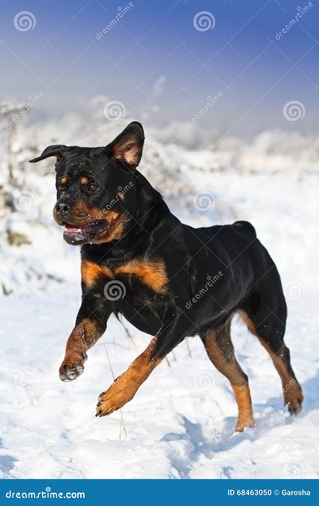 The Rottweiler runs stock photo. Image of looking, domestic - 68463050