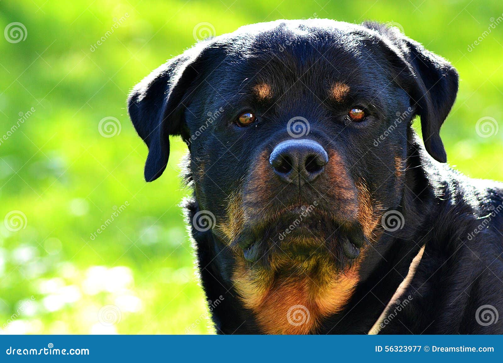 Rottweiler serious face stock image. Image of rottweiler - 56323977