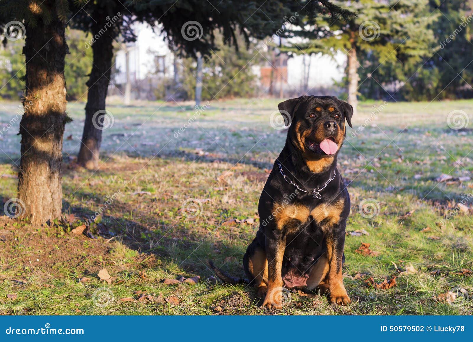 Rottweiler Sit and Look at Sunset Stock Photo - Image of rottweiler ...