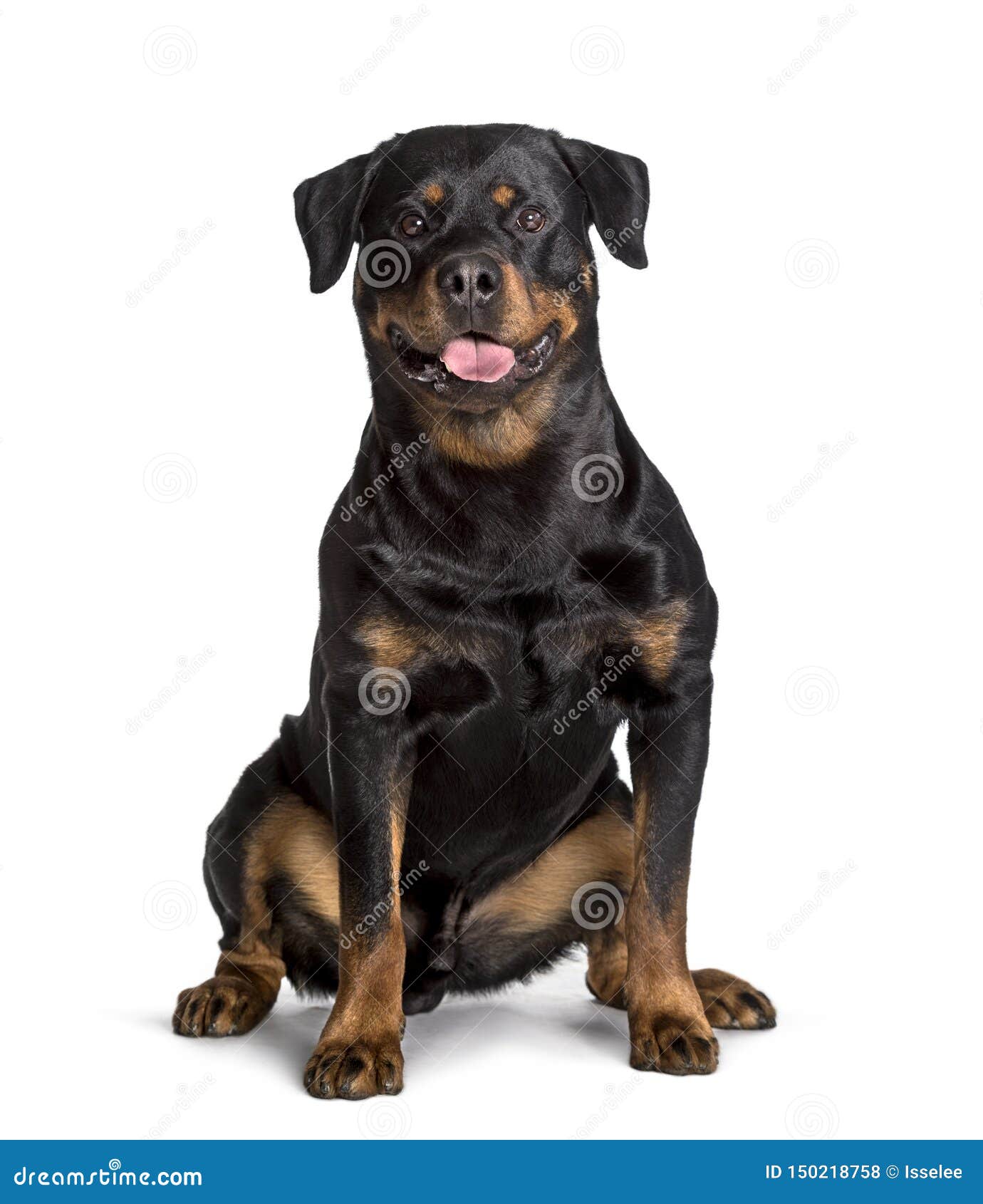 Rottweiler Sitting Against White Background Stock Photo - Image of ...