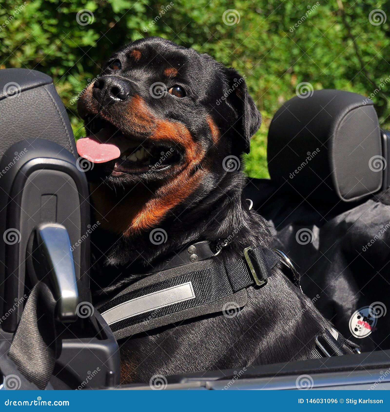 A Rottweiler Sitting in the Back Seat Stock Photo - Image of ...