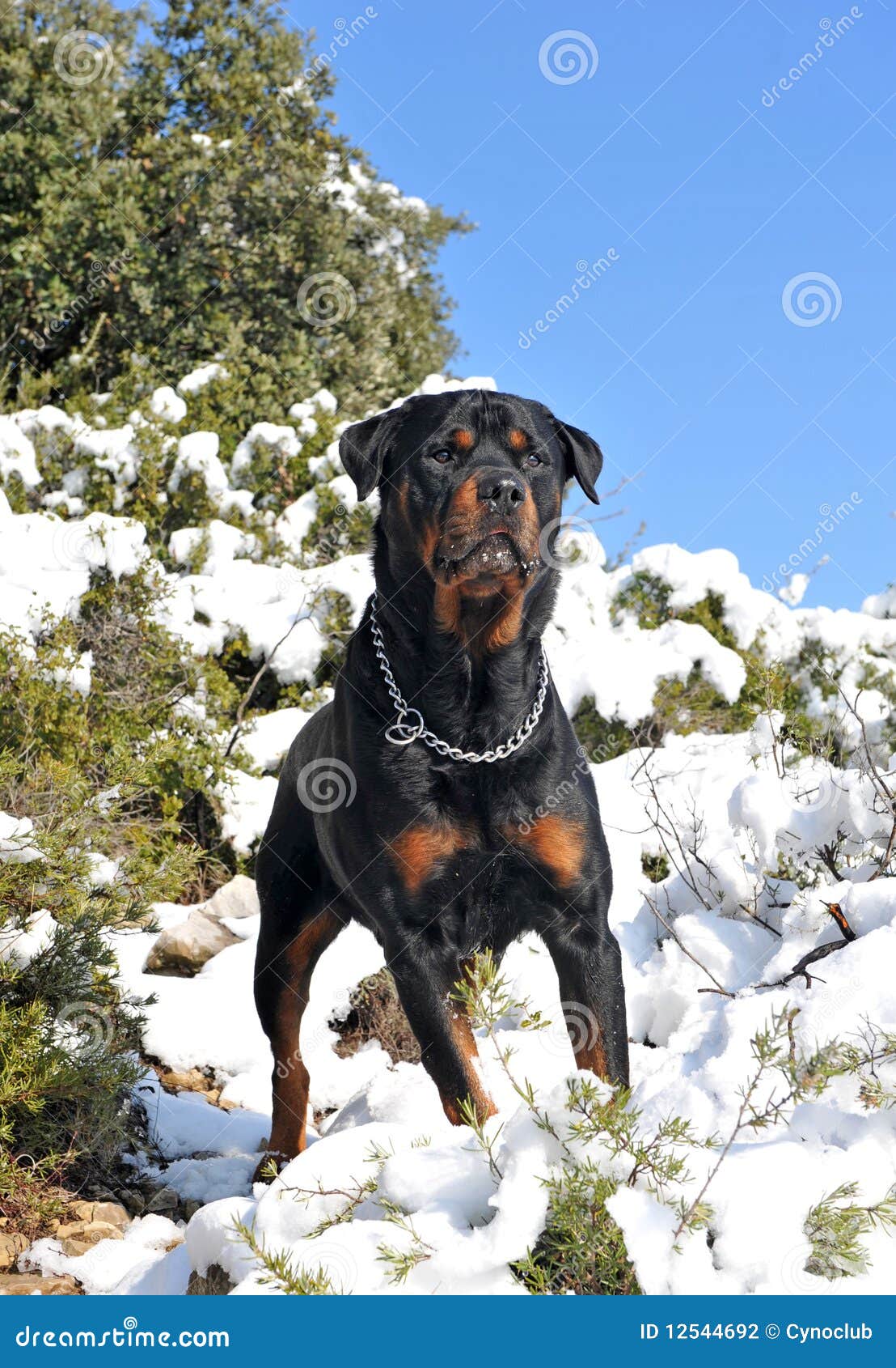 Rottweiler in the snow stock photo. Image of snow, animal - 12544692