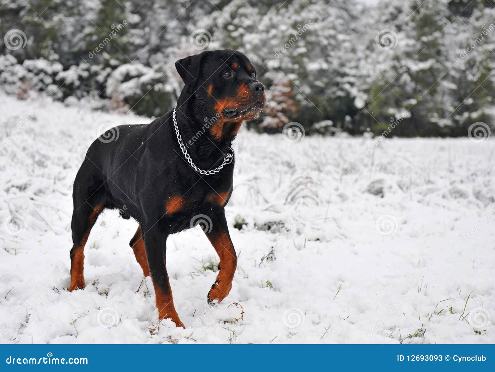 Are Rottweilers Tolerant To Snow