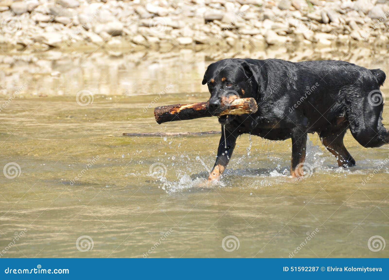 Rottweiler with stick stock image. Image of muddy, playing - 51592287