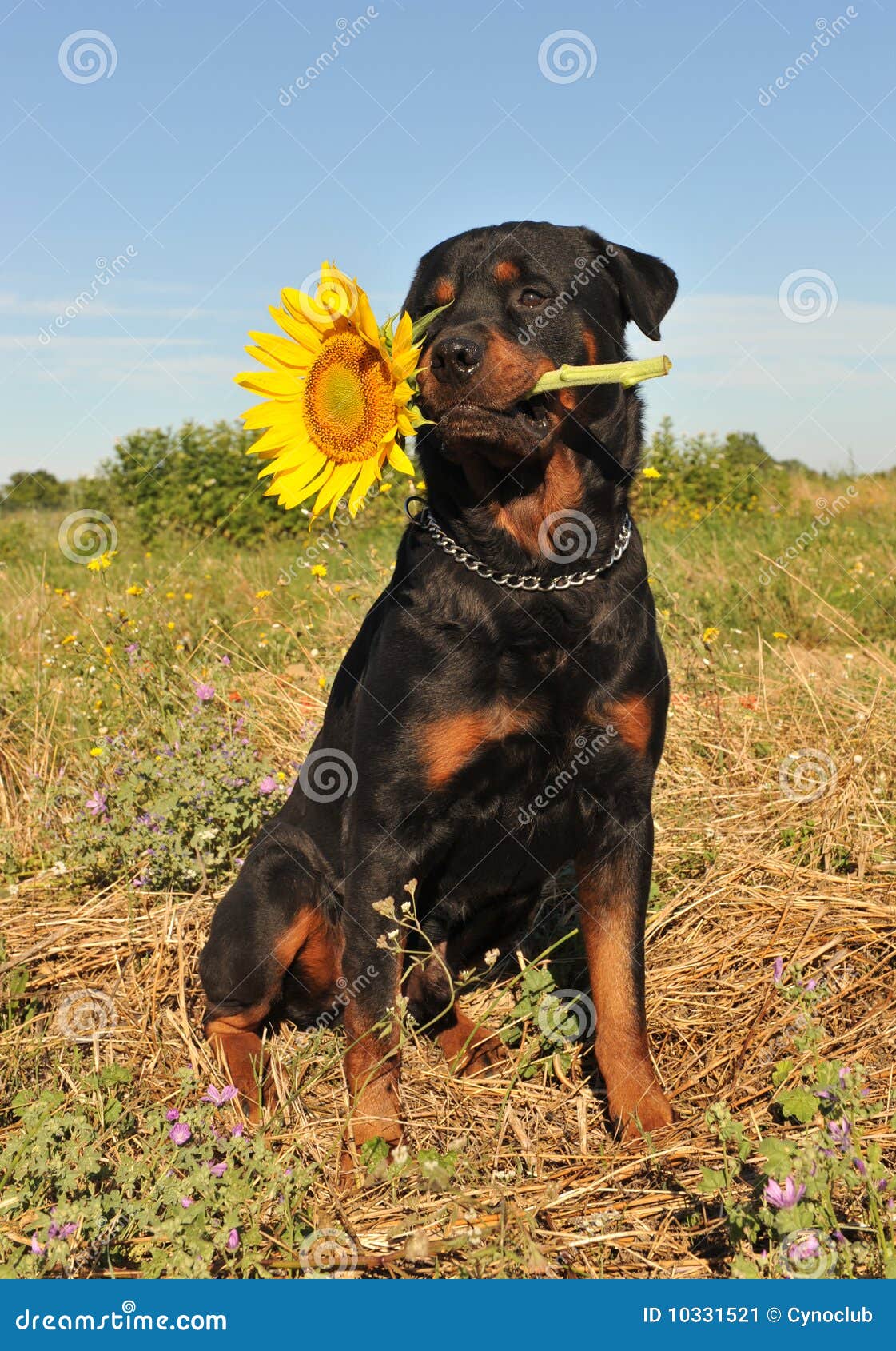 Rottweiler and sunflower stock image. Image of field - 10331521