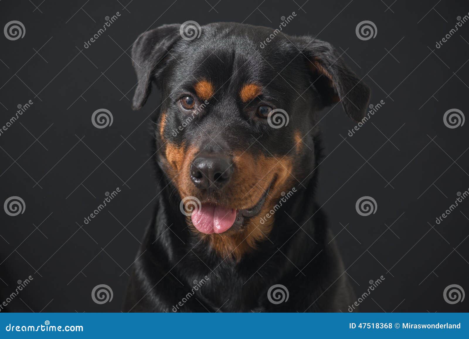 Rottweiler stock photo. Image of adult, cute, mammal - 47518368