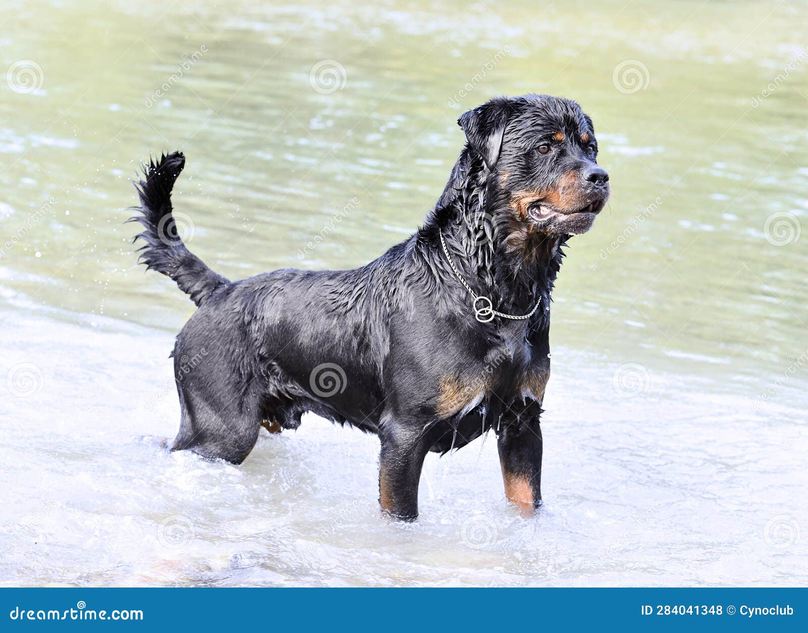 Rottweiler Swimming in River Stock Photo - Image of rottweiler, puppy ...