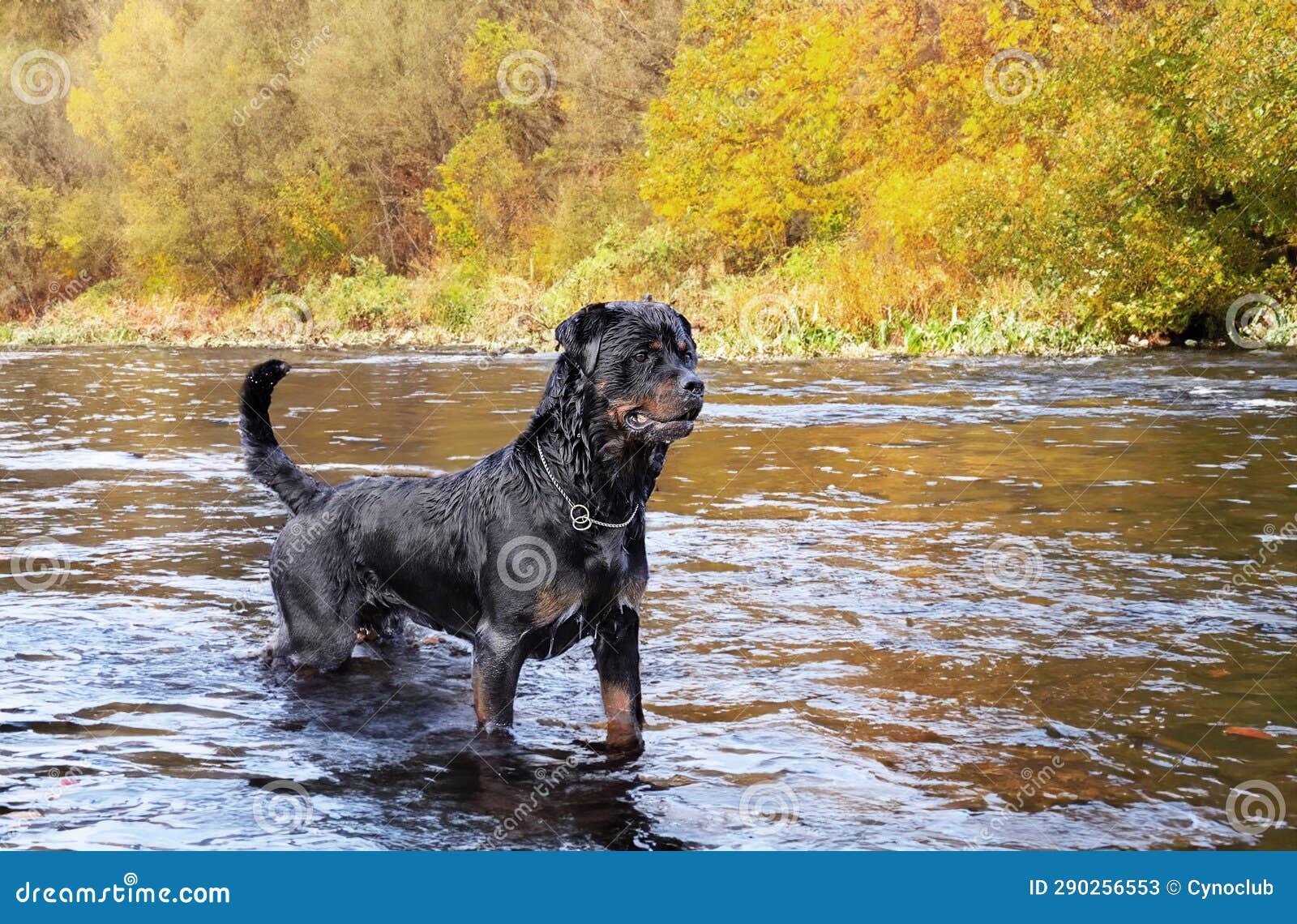 Rottweiler Swimming in River Stock Image - Image of holiday, motion ...