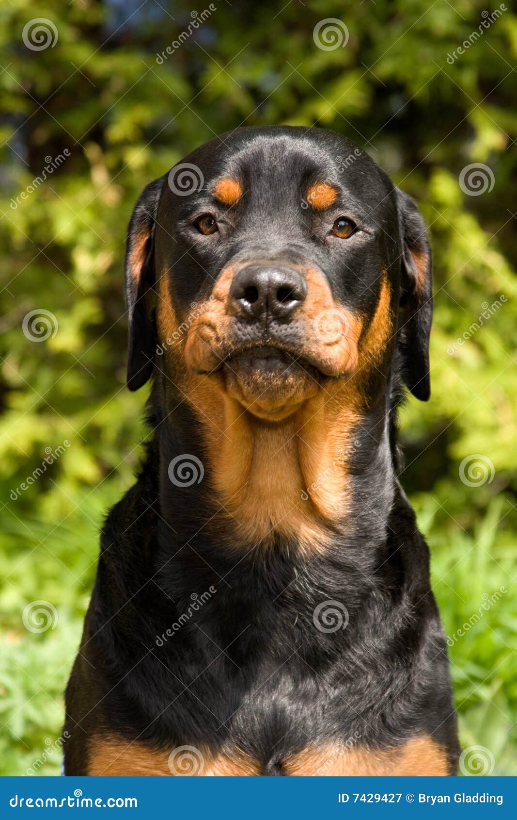 Rottweiler tonto imagen de archivo. Imagen de distinguido - 7429427