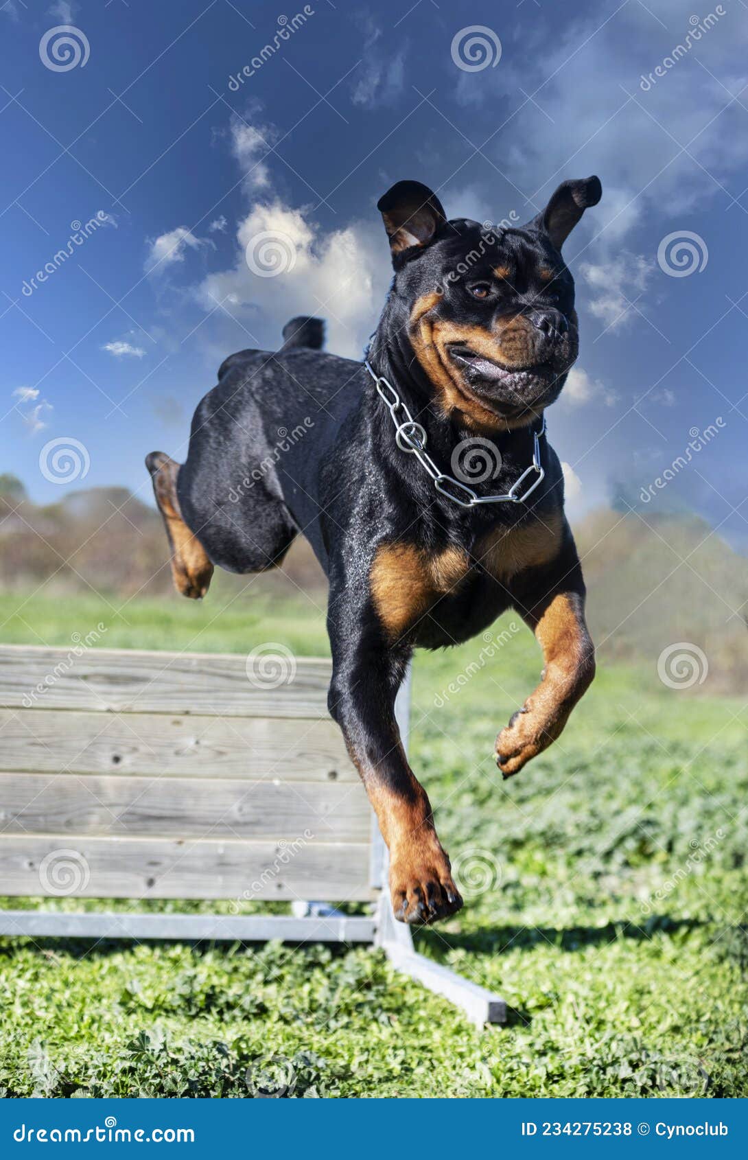 Rottweiler Training for Jumping Stock Photo - Image of training ...
