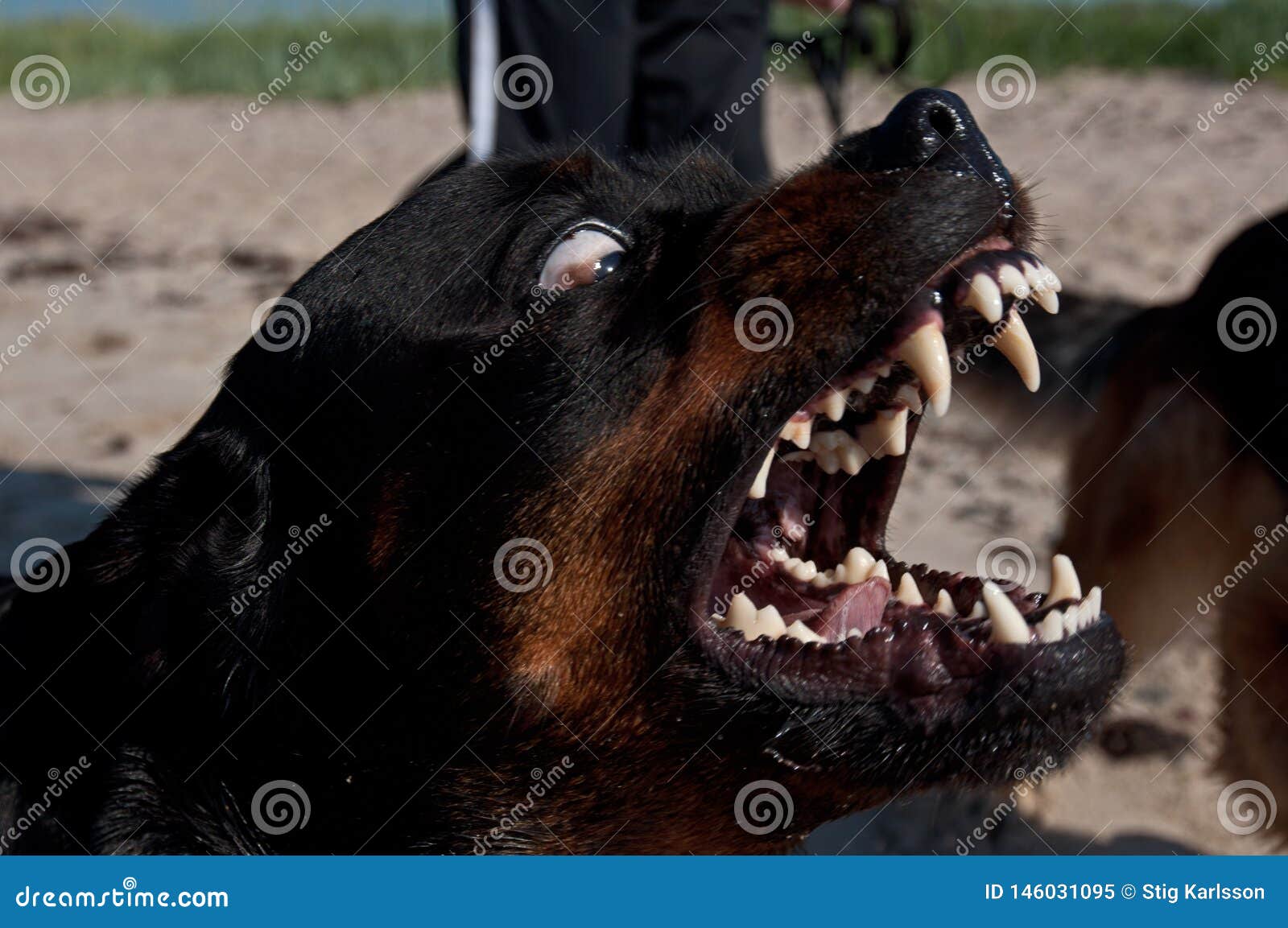 How Sharp Are Dogs Teeth