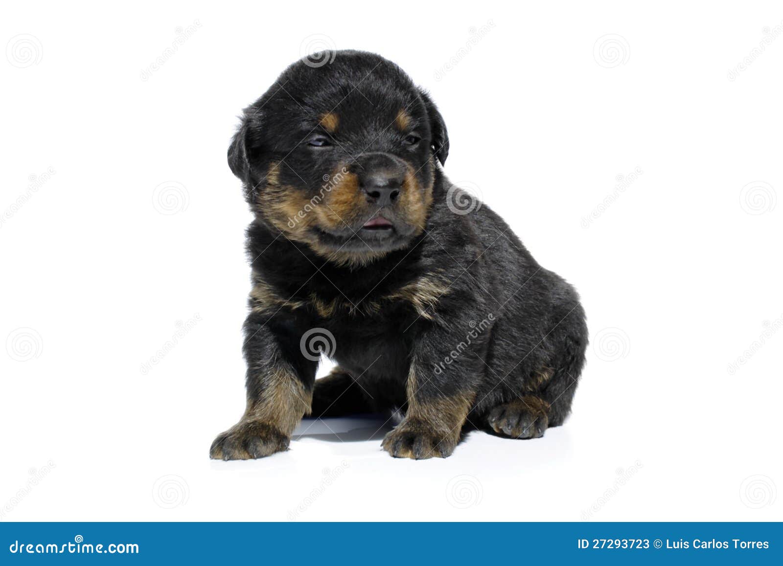 Rottweiler valp fotografering för bildbyråer. Bild av stort - 27293723