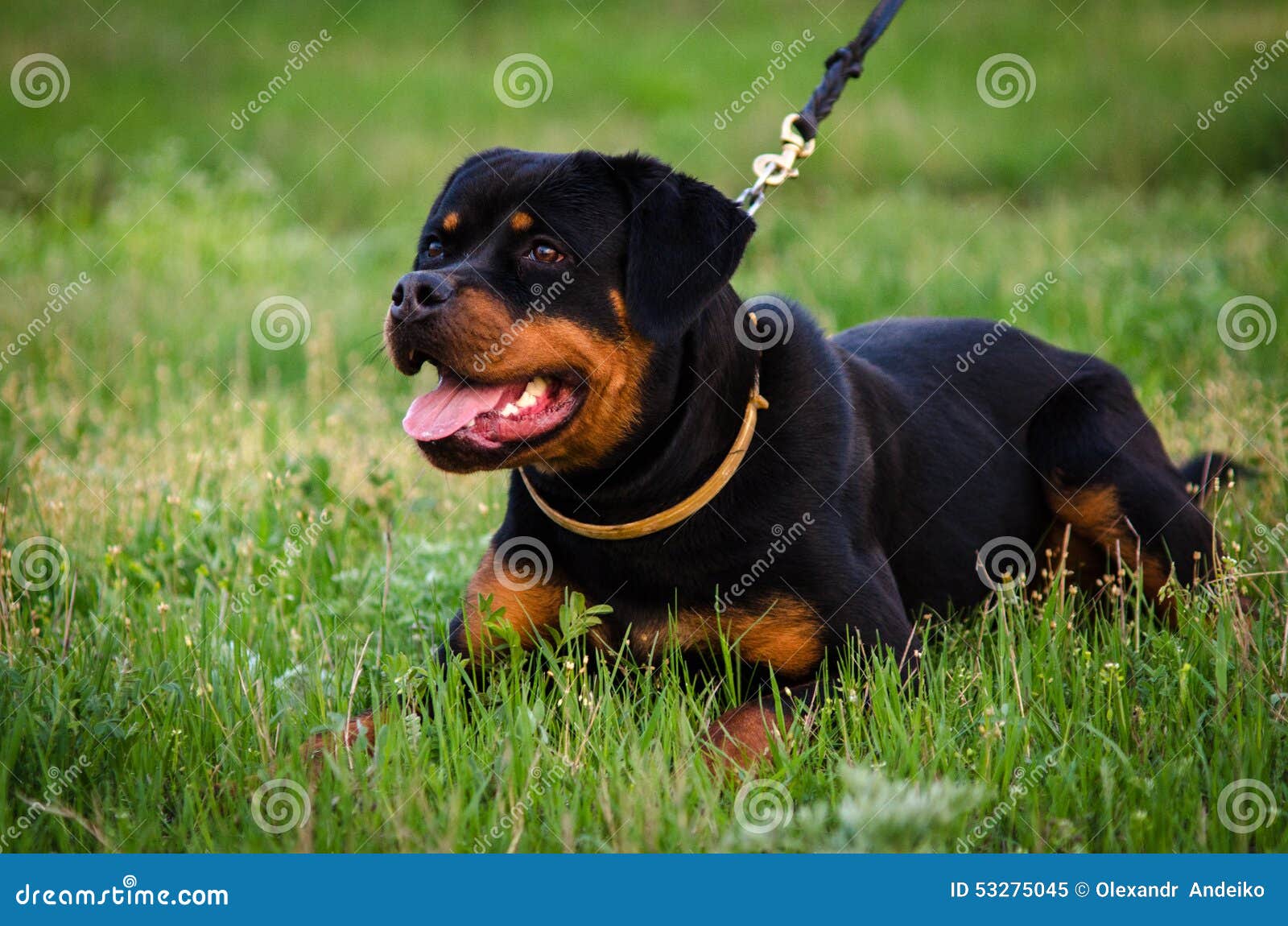 Rottweiler valp fotografering för bildbyråer. Bild av gulligt - 53275045