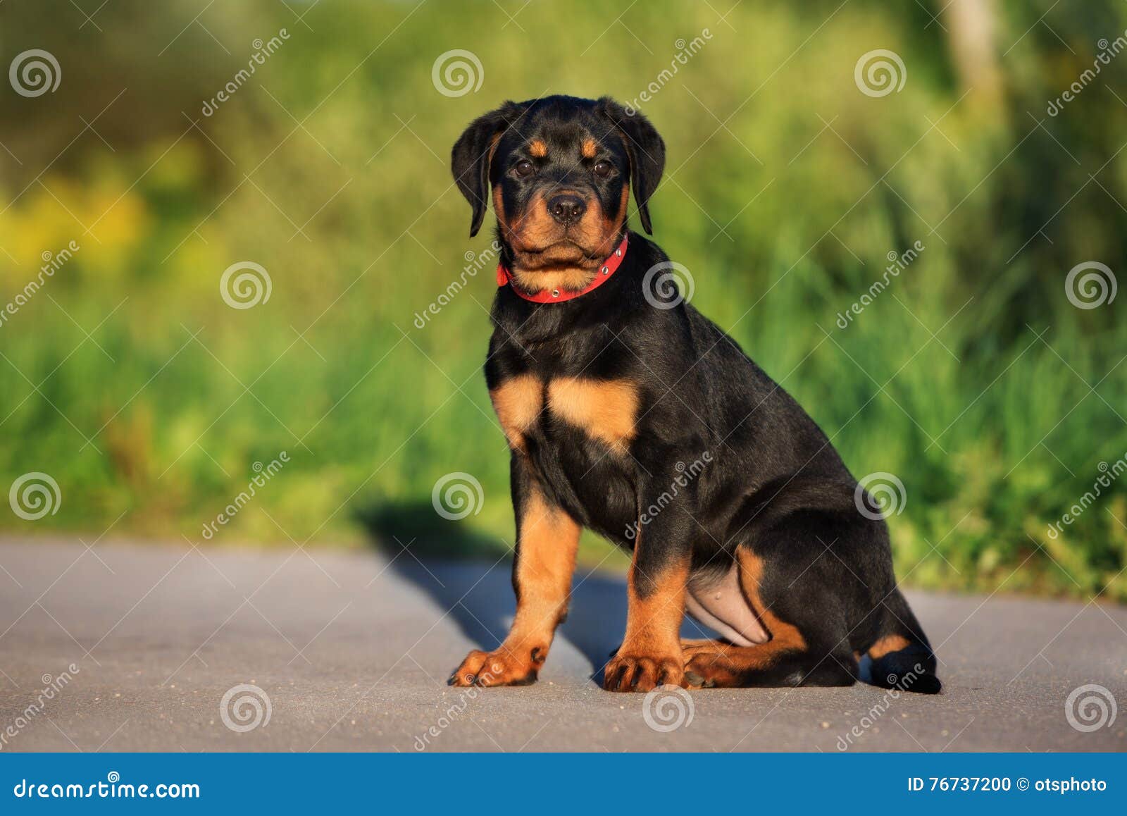 Rottweiler Valp Som Utomhus Poserar Arkivfoto - Bild av förtjusande ...