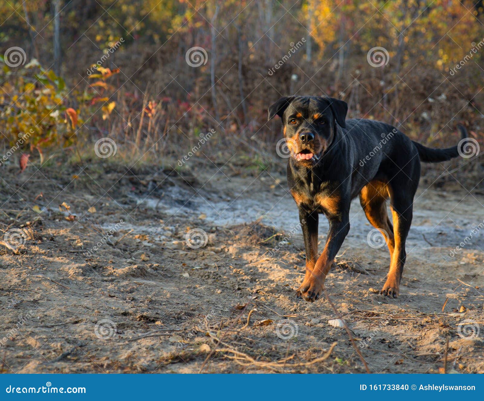 Rottweiler Walk Autumn Fall Sunset Stock Photo - Image of energy ...