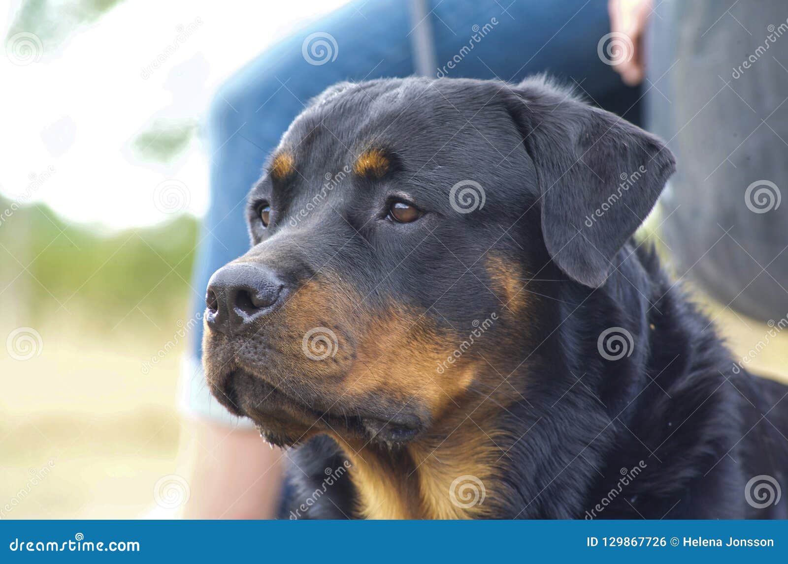 Rottweiler The Workingdog Royalty-Free Stock Image | CartoonDealer.com ...