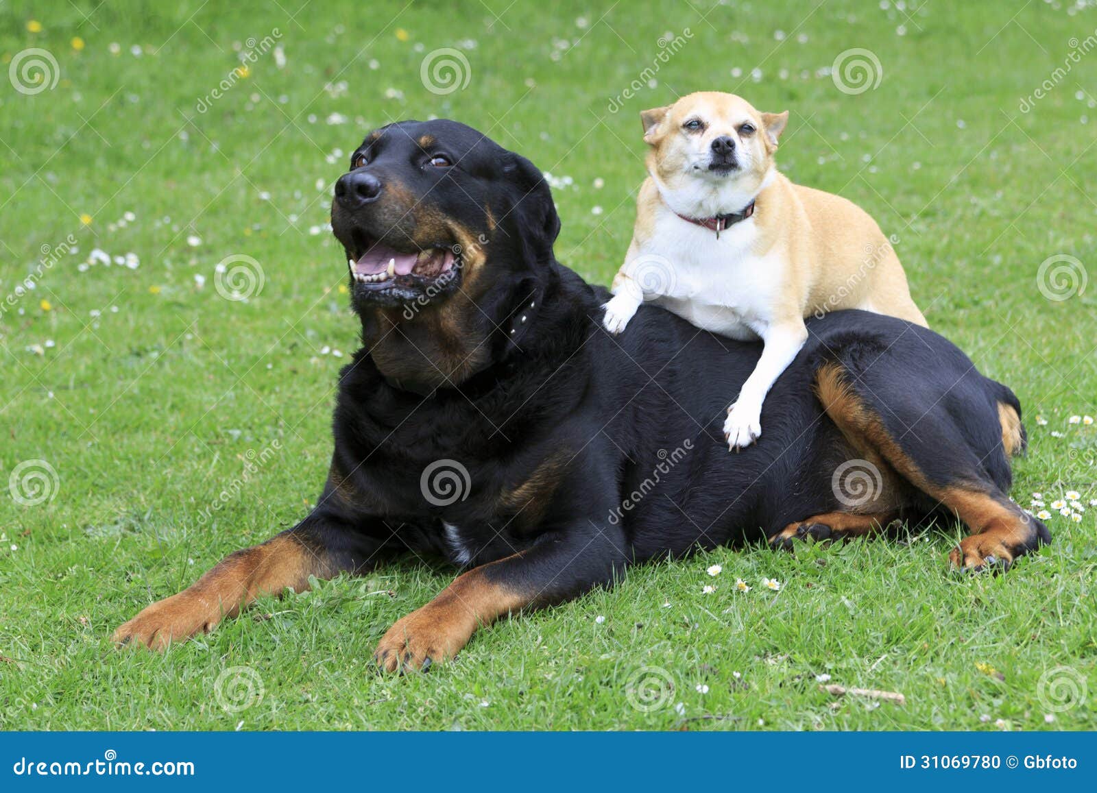 Rottweiler y chihuahua foto de archivo. Imagen de amigos - 31069780