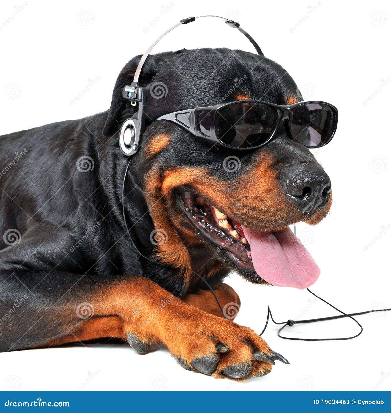 Rottweiler y música imagen de archivo. Imagen de sonido - 19034463