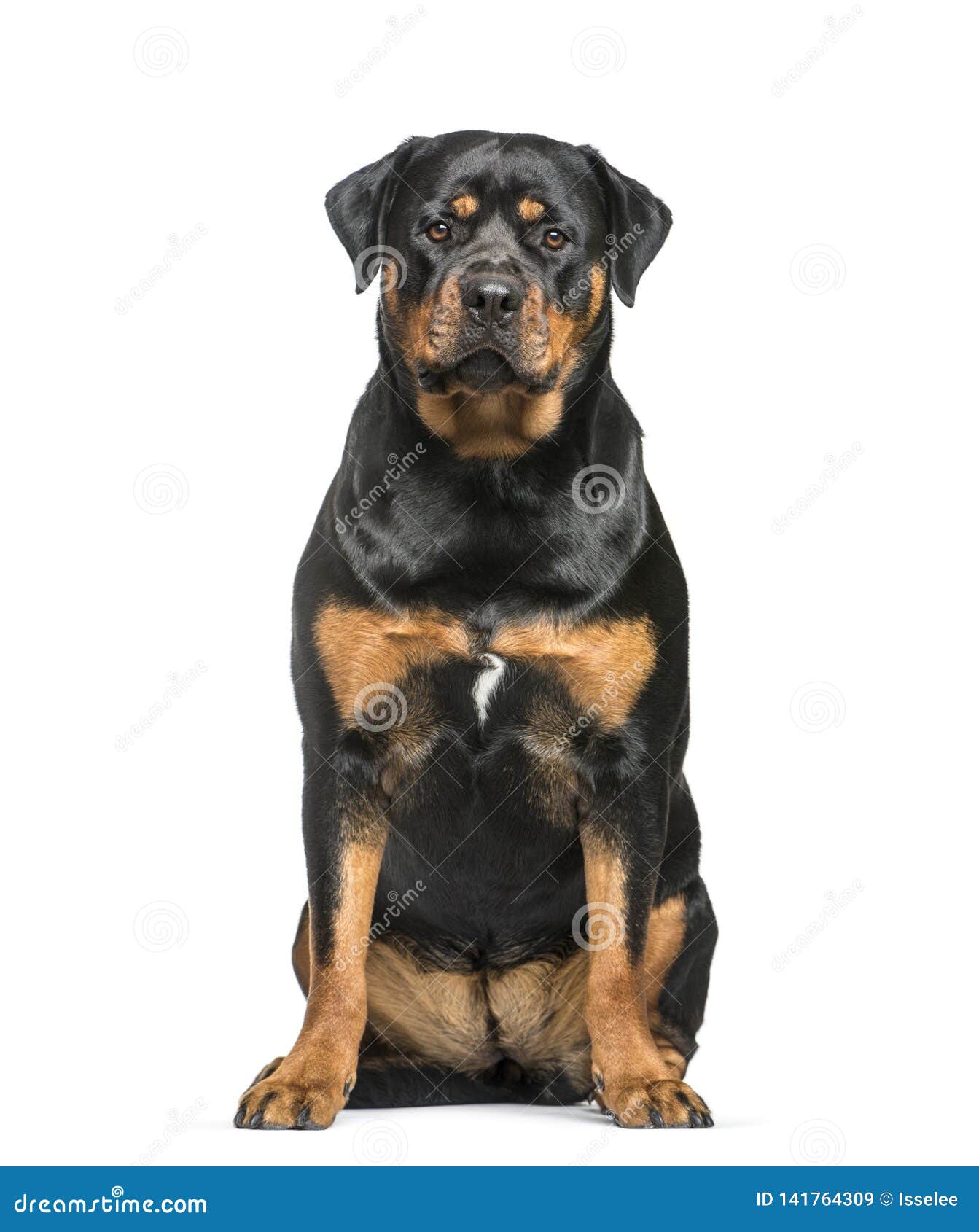 All White Rottweiler