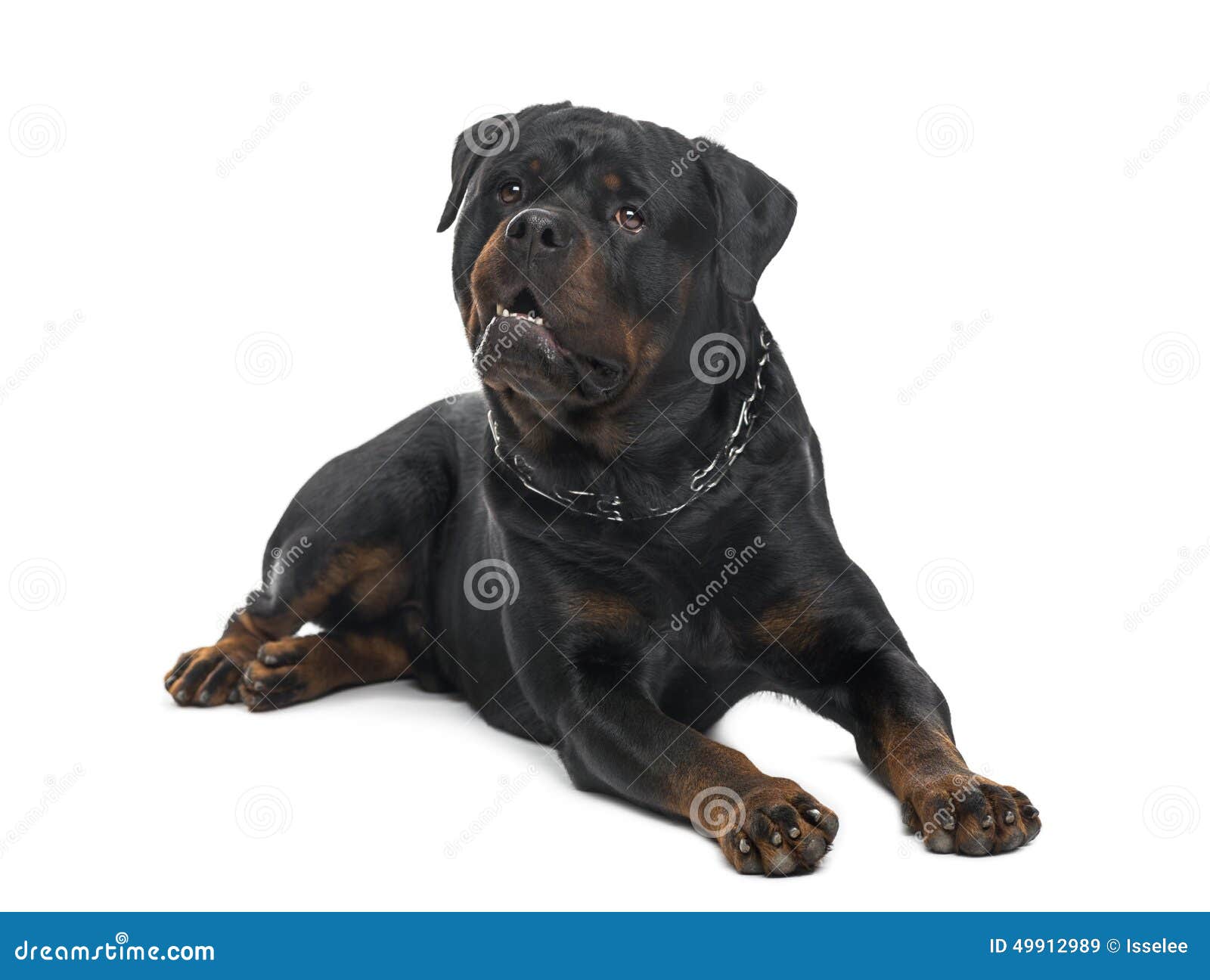 Rottweiler (3 years old) stock image. Image of black - 49912989