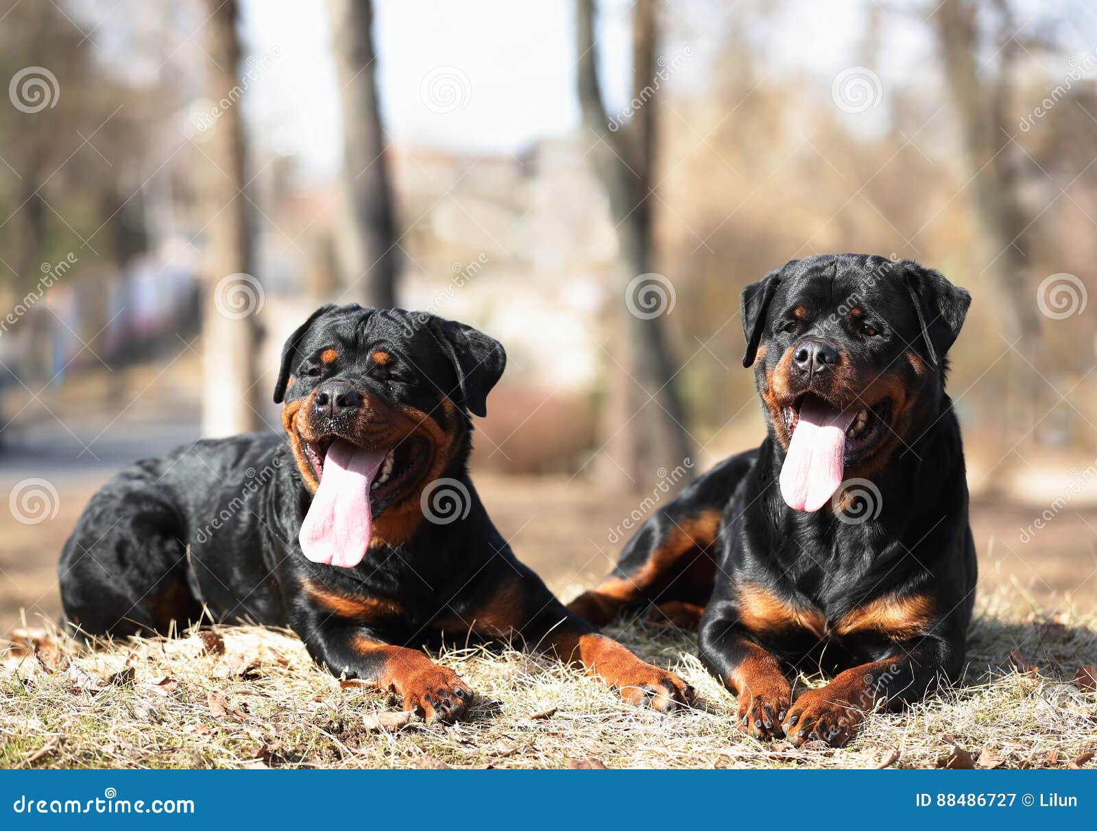 Rottweilers dogs stock image. Image of poster, blank - 88486727