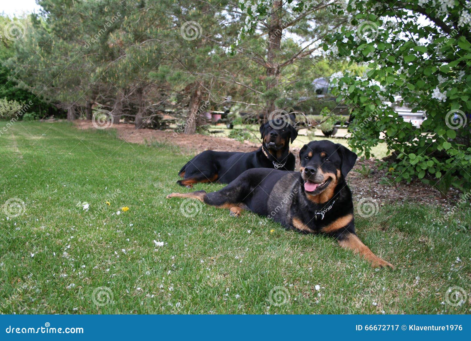 Rottweilers Laying on Grass Stock Image - Image of rottie, rottweilers ...
