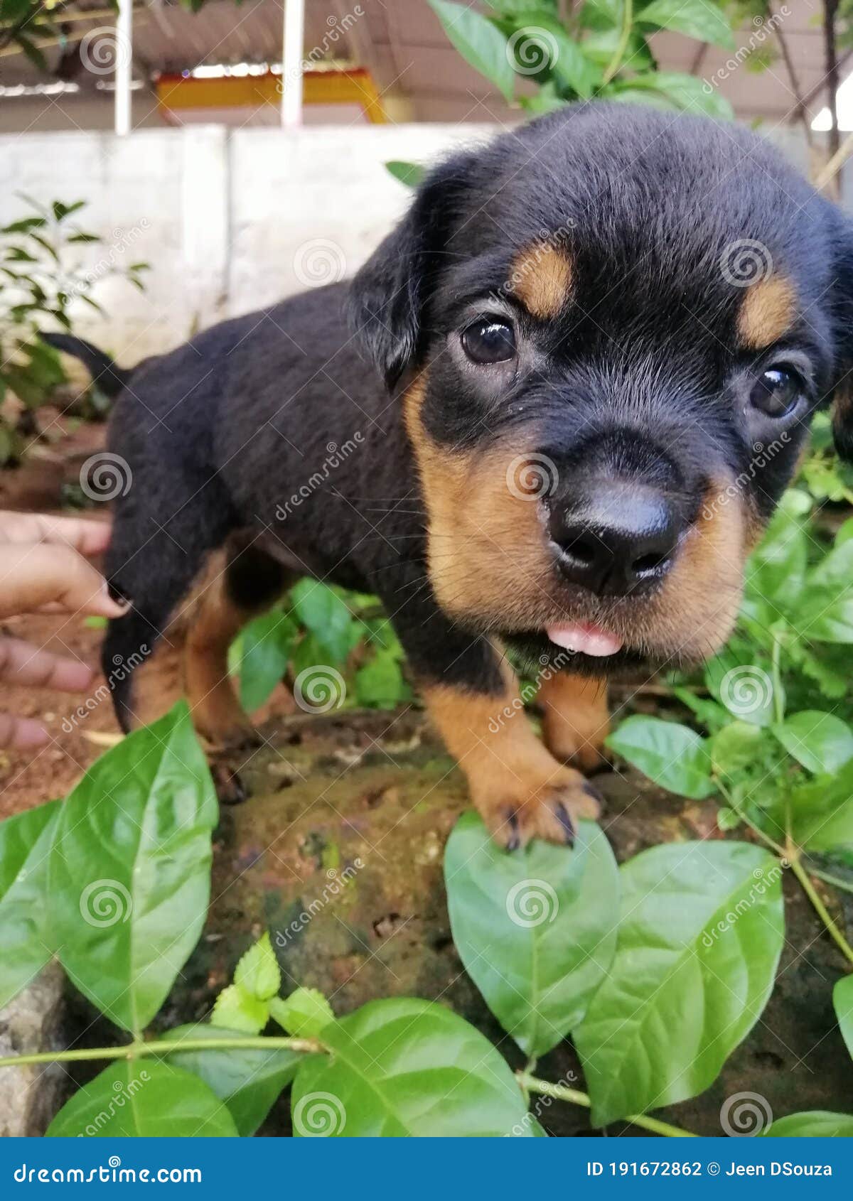 Rotty Boy Stock Photos - Free & Royalty-Free Stock Photos from Dreamstime