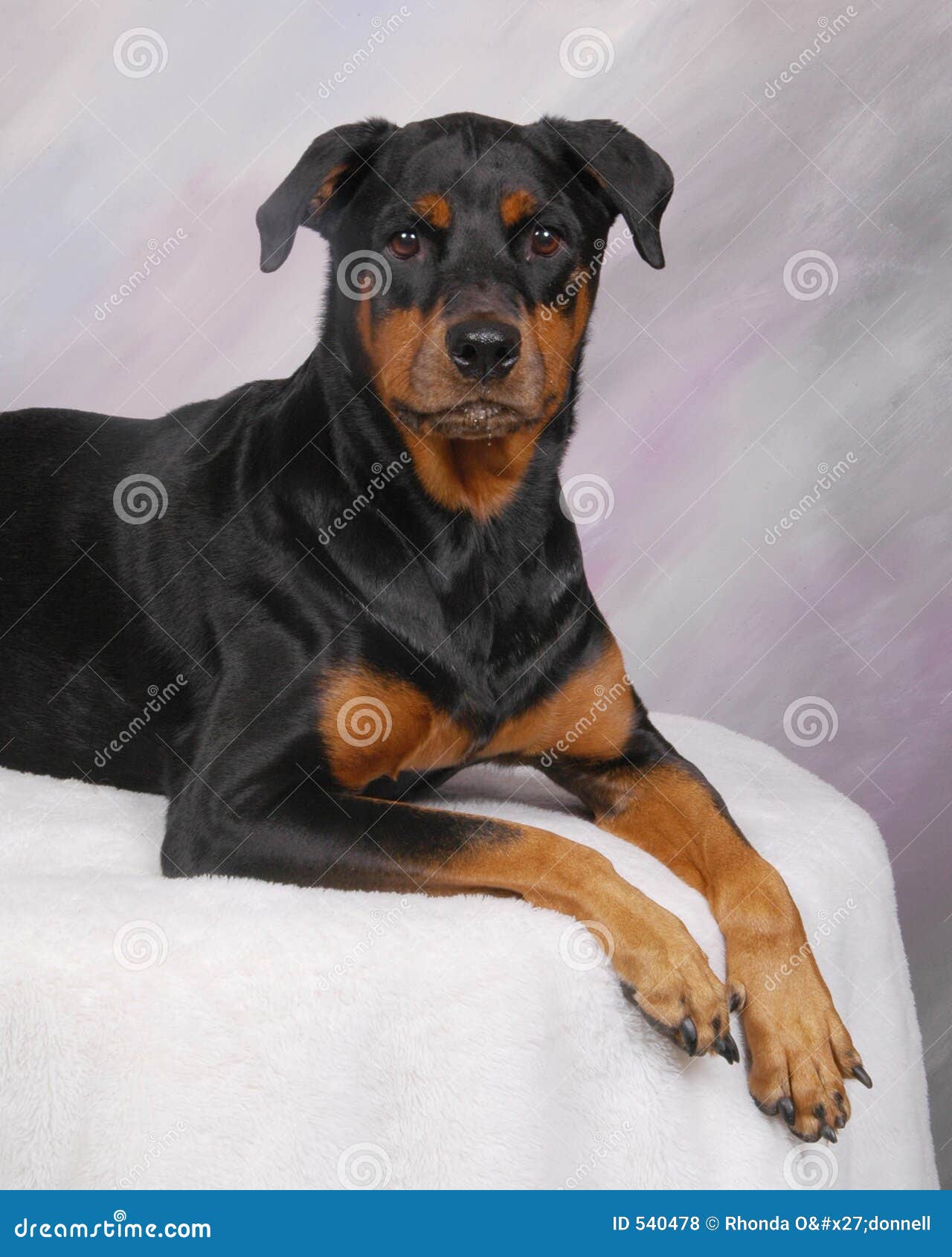 Rotty3 stock photo. Image of family, black, paws, guard - 540478