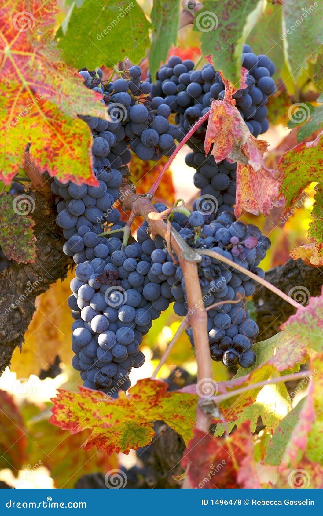 Rotwein-Trauben stockfoto. Bild von rebe, merlot, bündel - 1496478