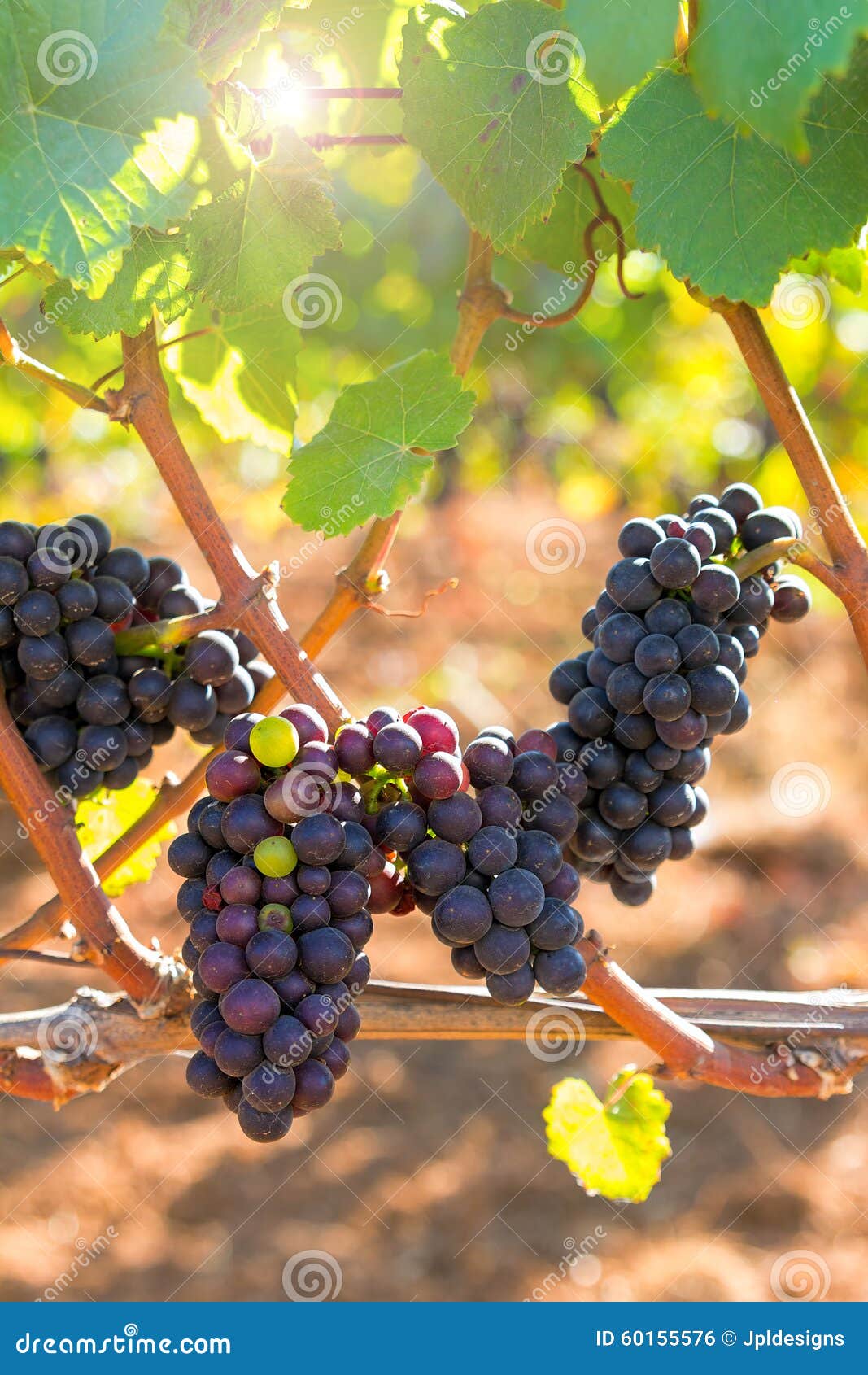 Rotwein stockfoto. Bild von blätter, zweige, cabernet - 60155576