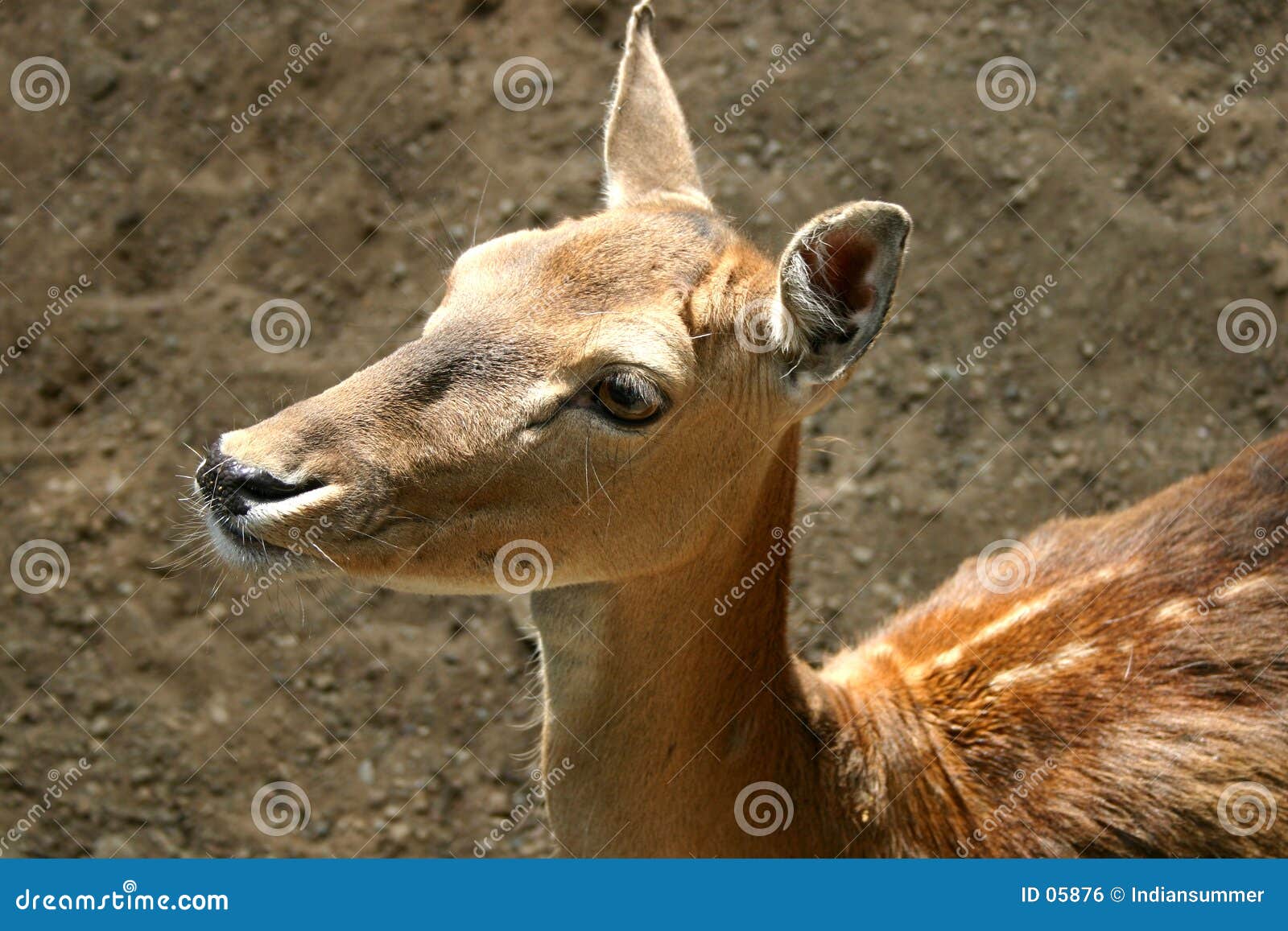Rotwild stockfoto. Bild von tier, grün, fauna, rogen, kopf - 5876