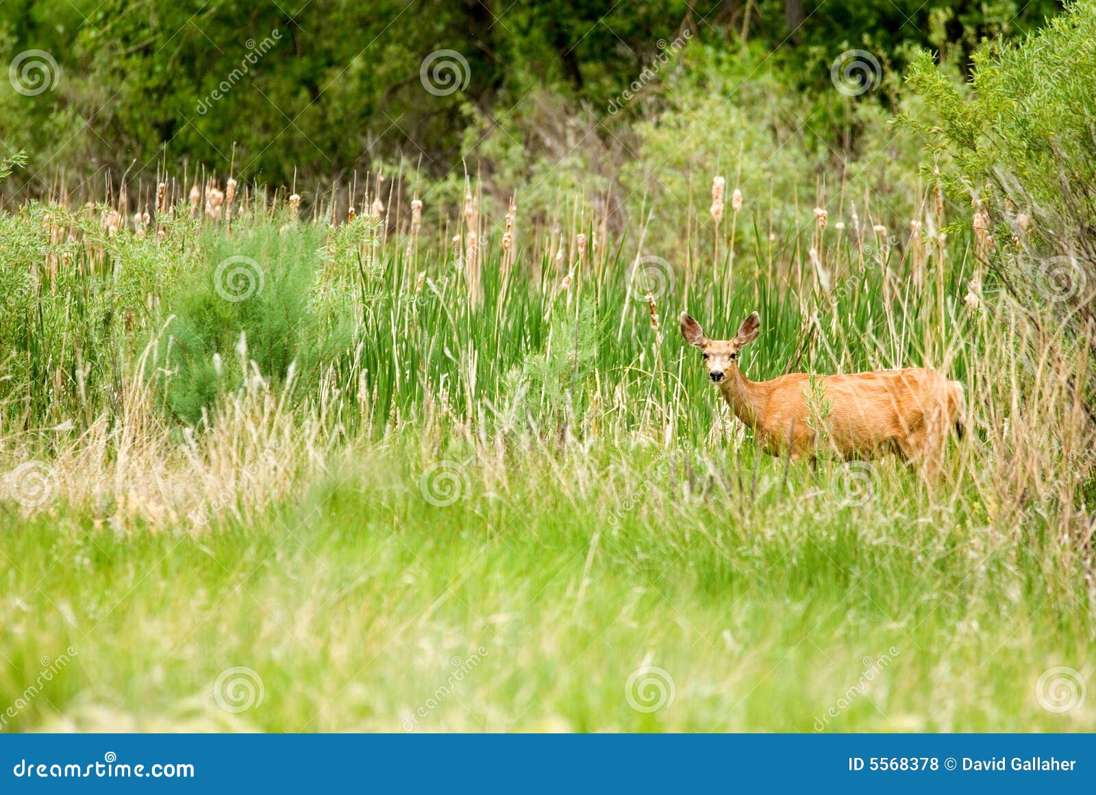 Rotwild stockfoto. Bild von rotwild, elche, tier, dollar - 5568378