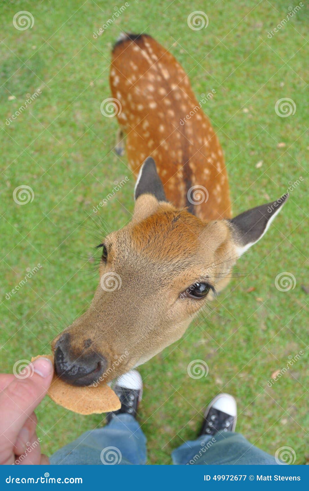 Rotwild, Die Einen Cracker Essen Stockbild - Bild von dollar, essen ...