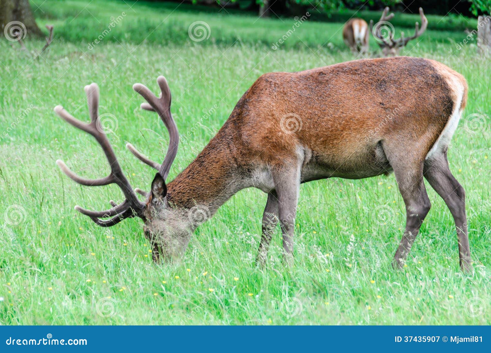 Rotwild, Die Gras Gehen Und Essen Stockbild - Bild von landschaft, feld ...