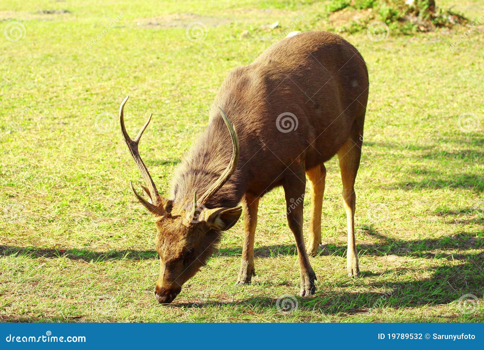 Rotwild Essen Gras, Tropischen Wald Stockfoto - Bild von kolorado ...