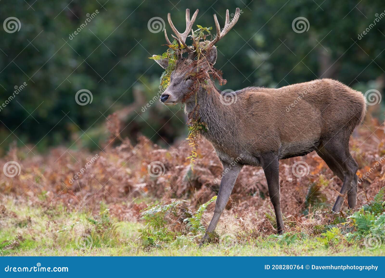 Rotwild-Hirsch-Hirsch stockfoto. Bild von nave, rotwild - 208280764