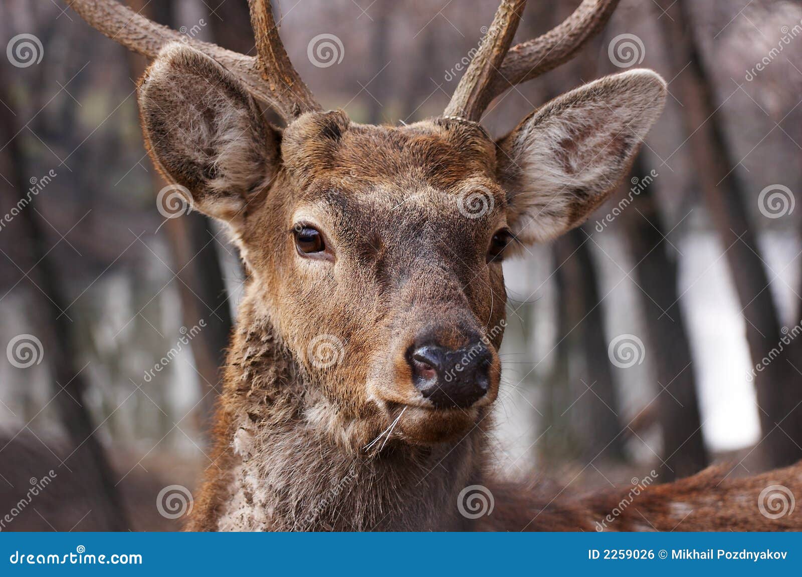 Rotwild im Zoo stockfoto. Bild von braun, wildnis, wild - 2259026