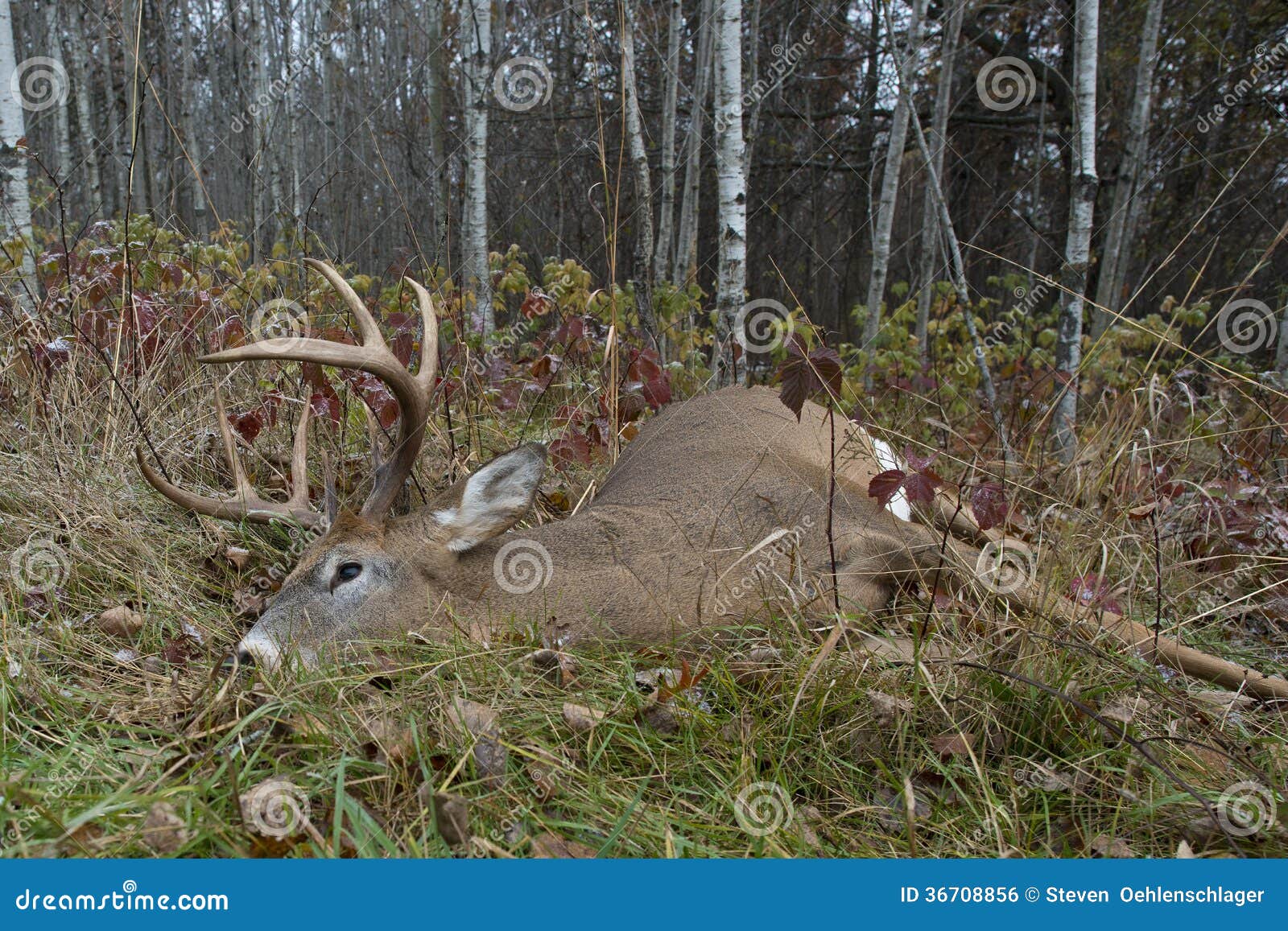 Rotwild-Jagd in Minnesota stockfoto. Bild von rotwild - 36708856