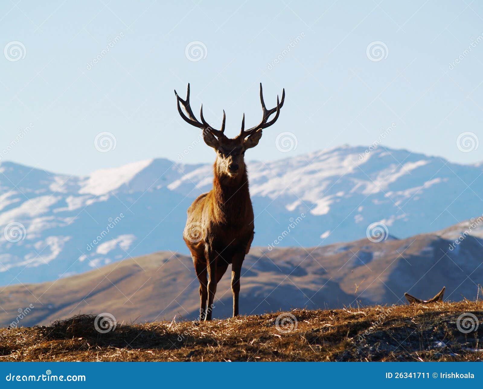 Rotwild in Neuseeland stockbild. Bild von schnee, himmel - 26341711