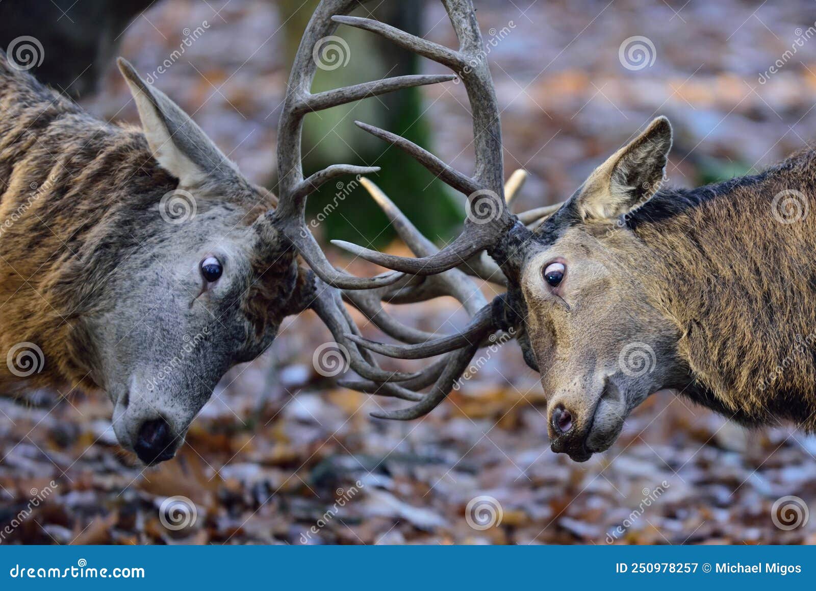 Red Stag Fight Germany Stock Photos - Free & Royalty-Free Stock Photos ...