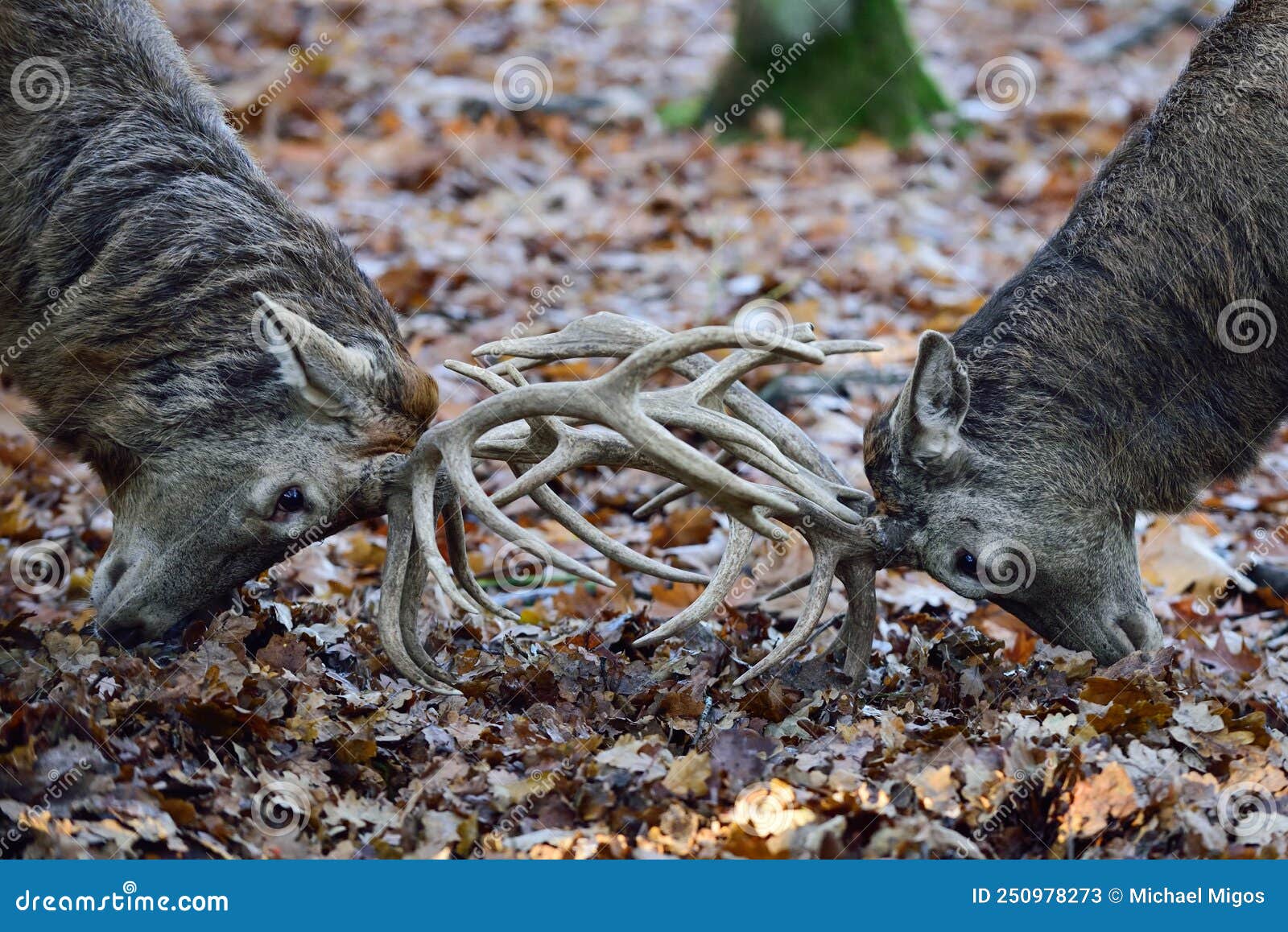Two Red Deer Males Fighting with Their Antlers for Food in Late Autumn ...
