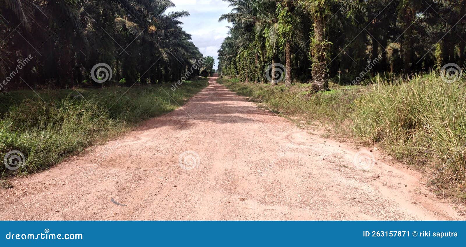 Roud stock image. Image of yard, grass, good, tree, roud - 263157871