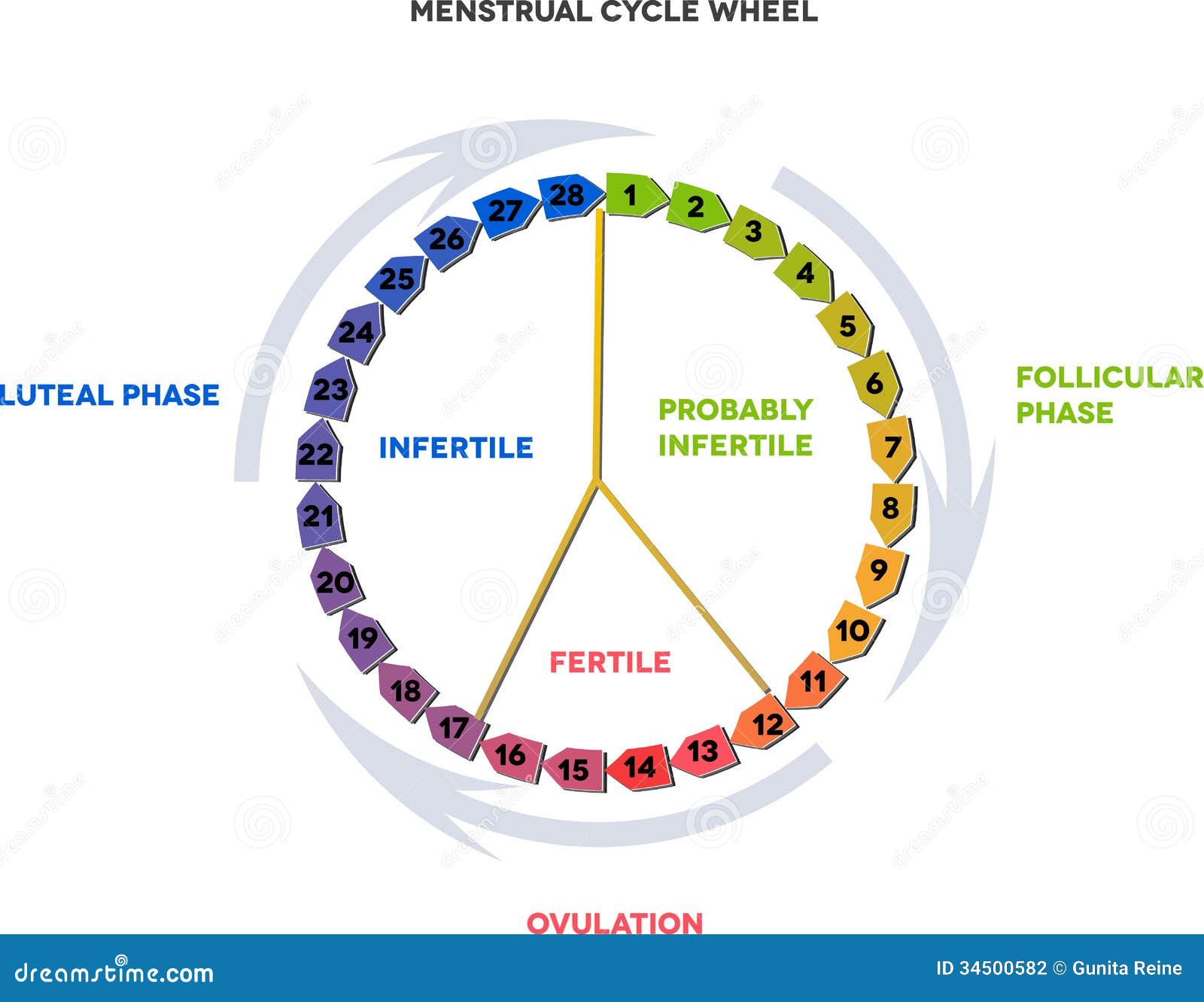 Roue de cycle menstruel illustration de vecteur. Illustration du ...