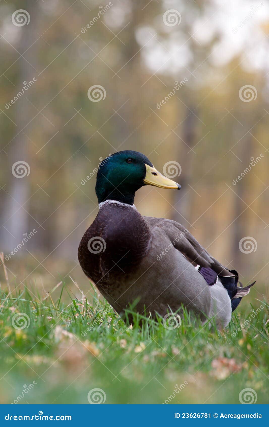 Rouen Drake stock image. Image of bird, fowl, colors - 23626781