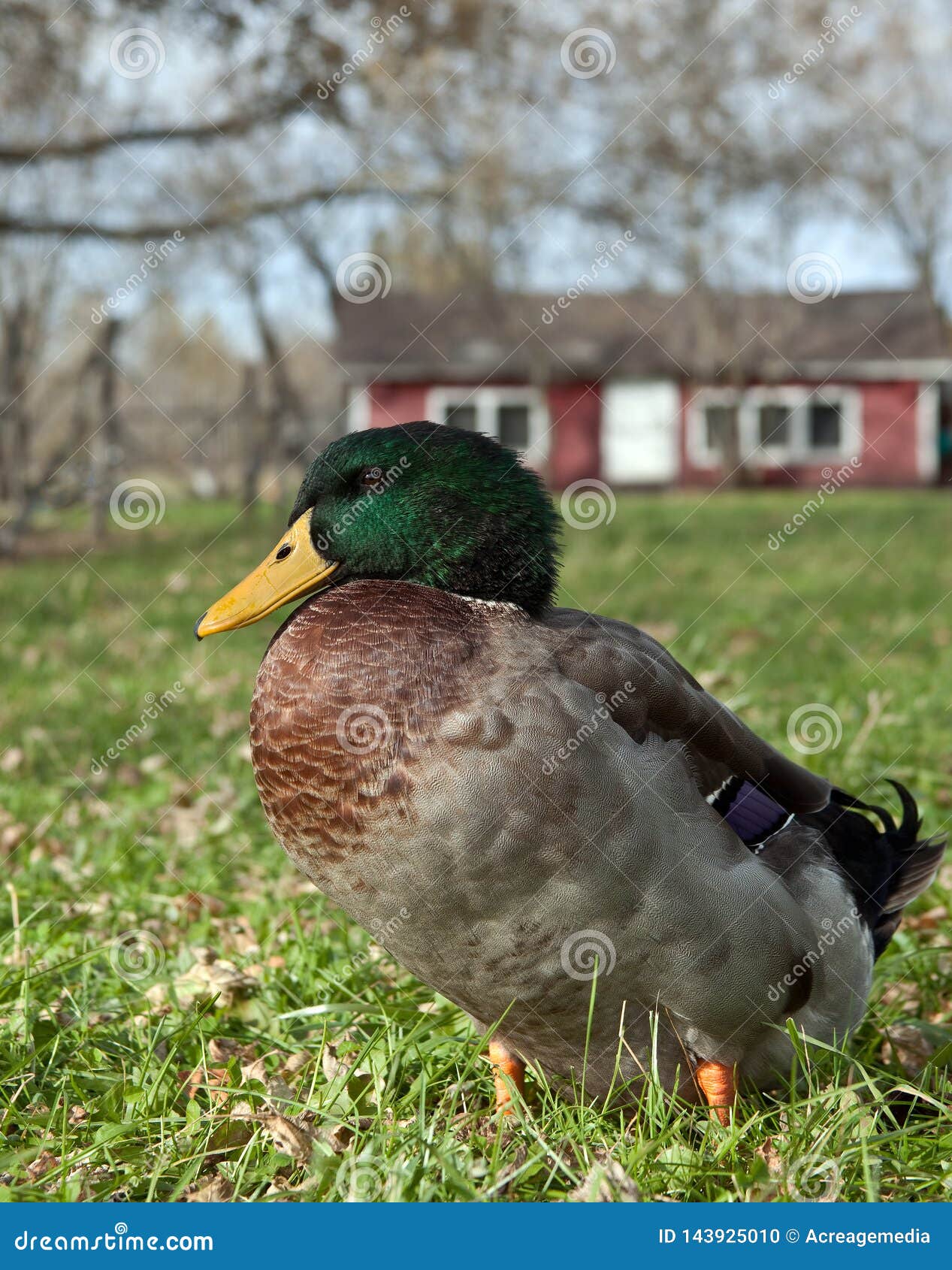 Rouen Duck Standing in the Barn Yard Stock Photo - Image of green ...